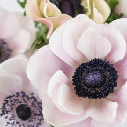 FiftyFlowers | Shop Wholesale Flowers for DIY Weddings & Events