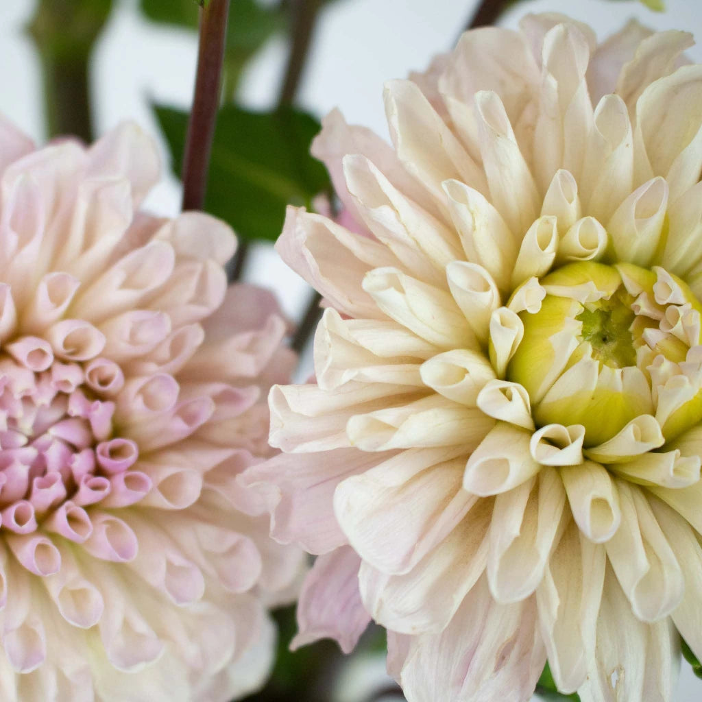 Buy Wholesale Destiny Cream Dahlia Flower in Bulk - FiftyFlowers