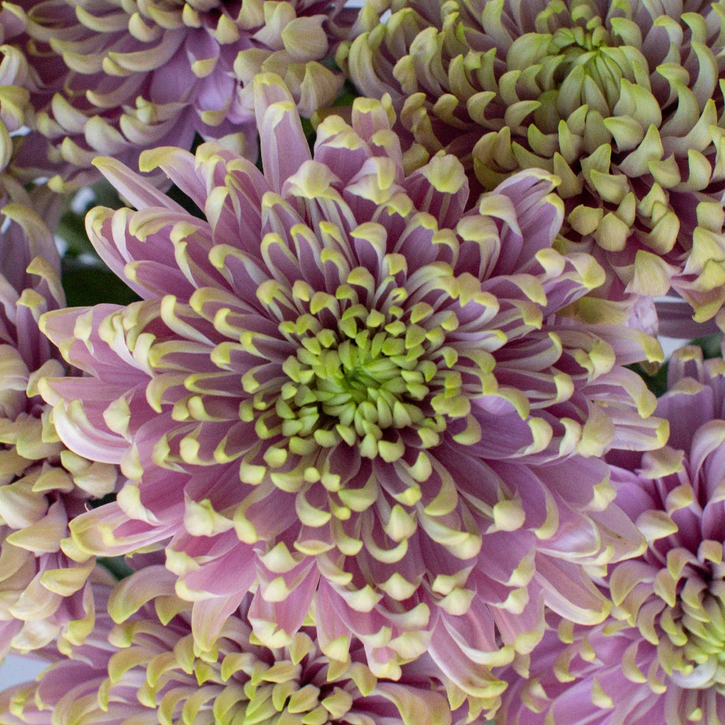 Buy Wholesale Lavender Mint Cremon Mum Flower in Bulk - FiftyFlowers