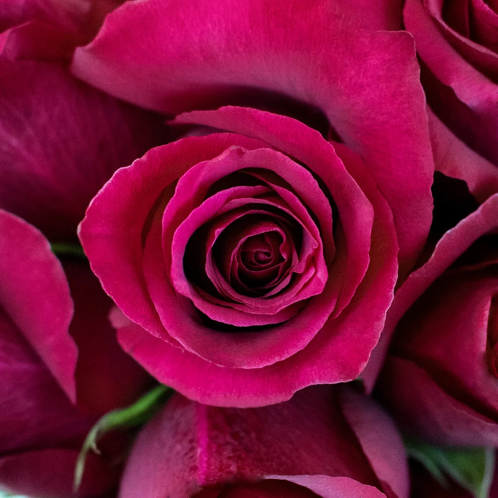 Buy Wholesale Deep Merlot Red Rose in Bulk - FiftyFlowers