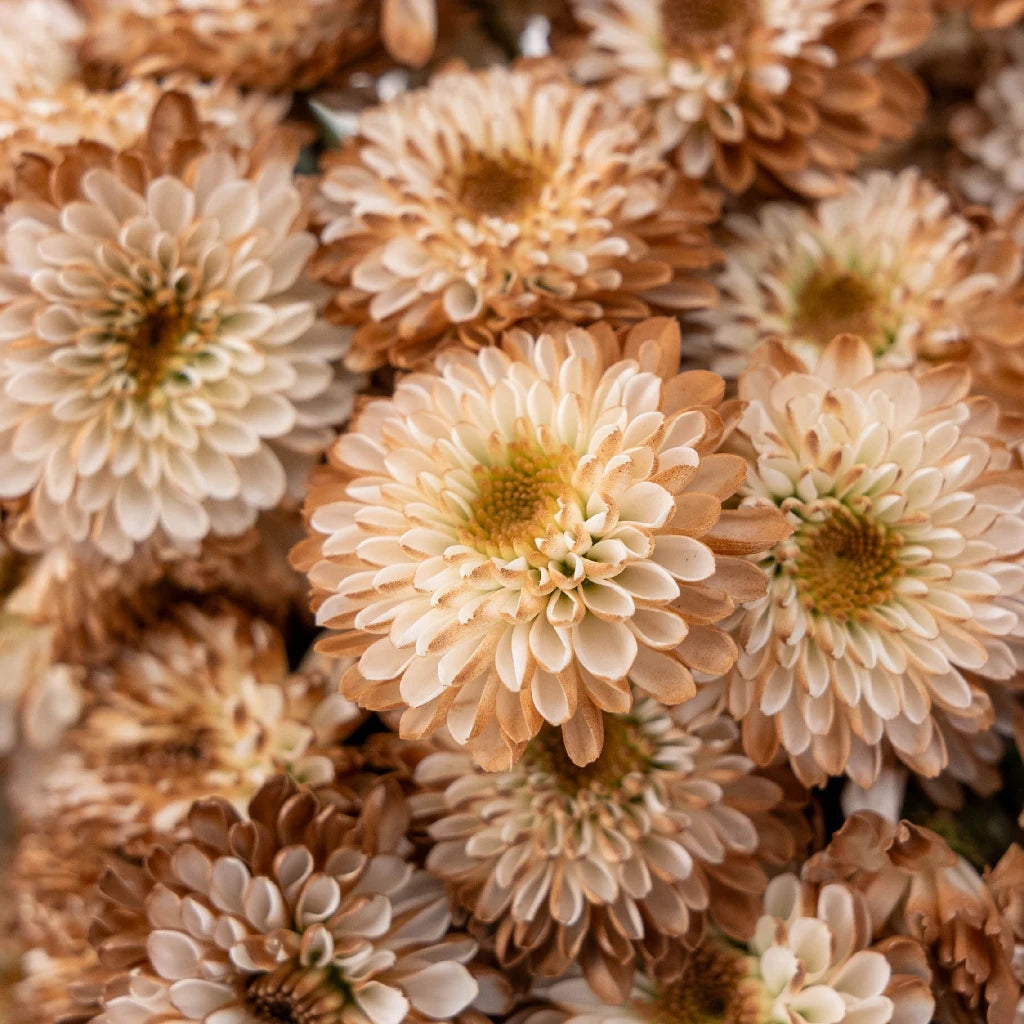Buy Wholesale Mocha Mousse Tinted Mini Button Flower in Bulk - Fift...