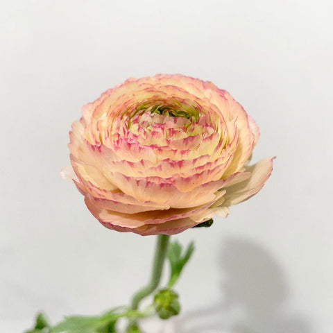 Buy Wholesale Peachy Tuareg Cloony Ranunculus in Bulk - FiftyFlowers