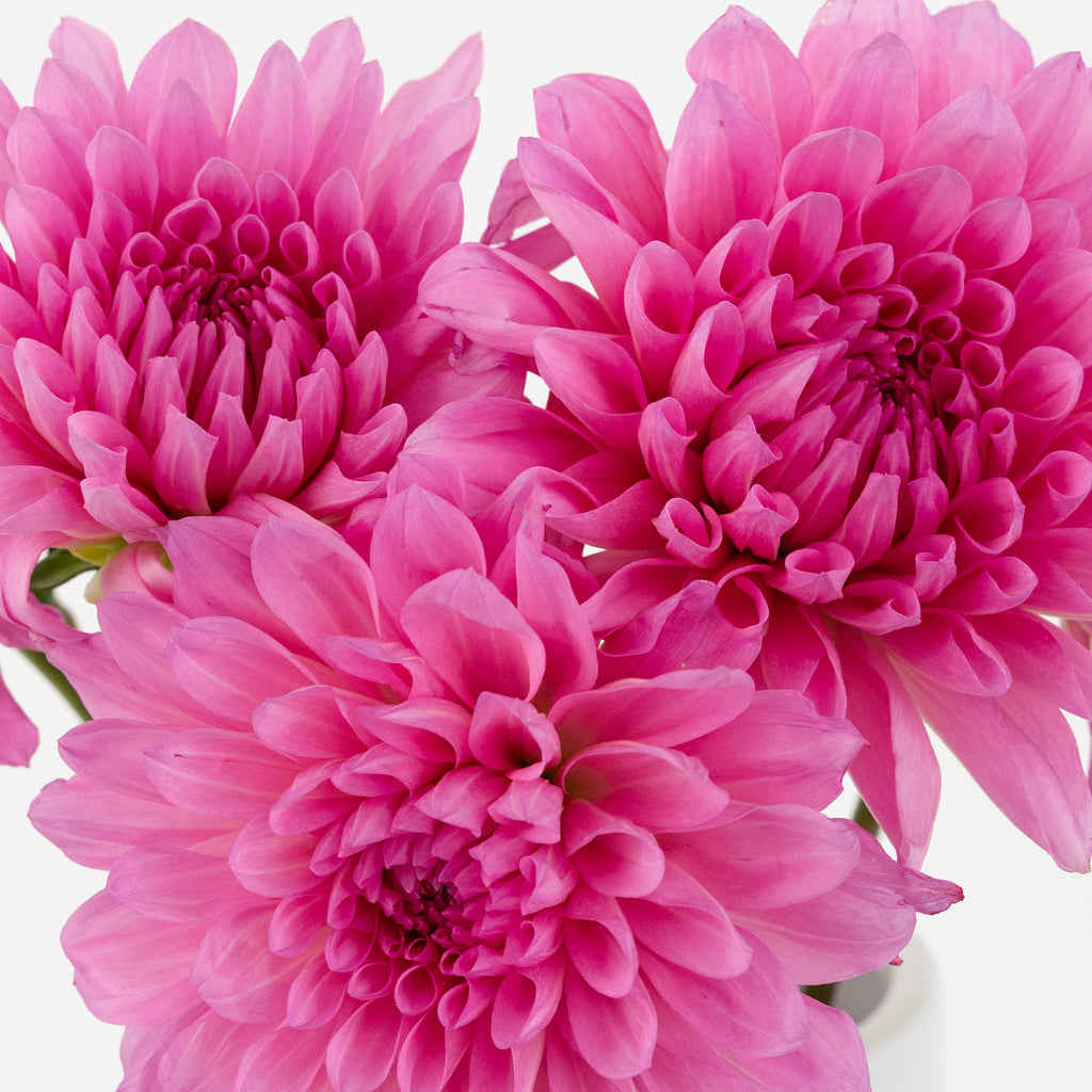 Buy Wholesale Pink Quartz Dahlia Flower in Bulk - FiftyFlowers