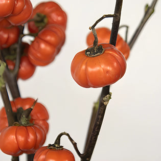 Fall Flowers - FiftyFlowers