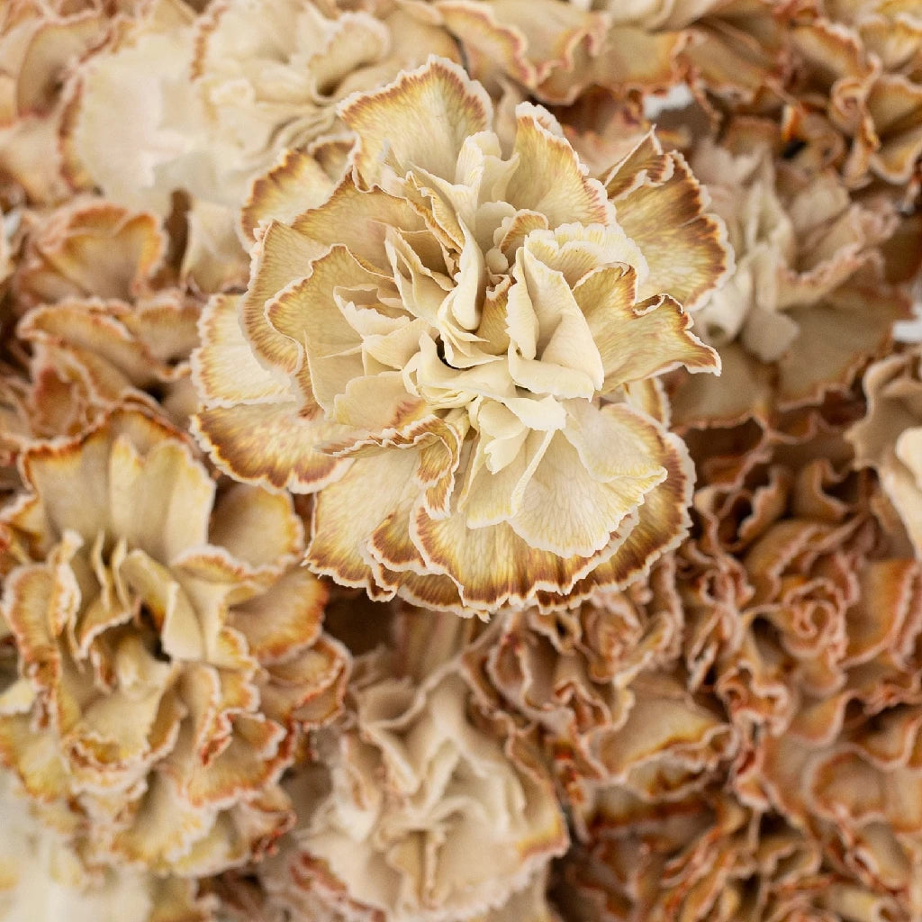 Buy Wholesale Toffee Beige Carnation Flowers in Bulk - FiftyFlowers