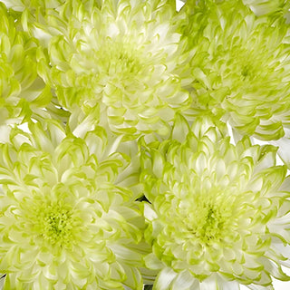 Wholesale Mums ᐉ buy bulk mums in FiftyFlowers