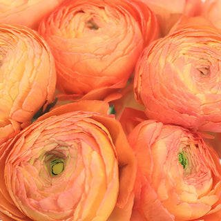 Buy Bulk Wholesale Ranunculus Flowers | FiftyFlowers