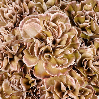 Brown wedding flowers wholesale ᐉ bulk brown flowers for wedding in ...