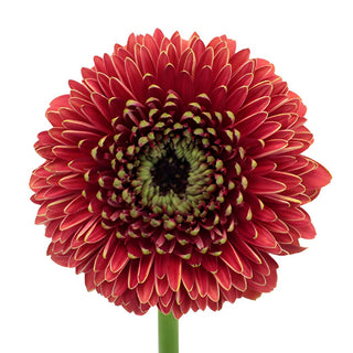 Bulk Gerbera Daisies ᐉ buy wholesale gerbera daisies in FiftyFlowers